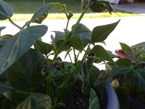 Leaves drying up on Bush Beans?