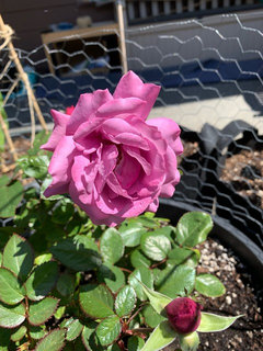 Please Tell Us About Your Best Ten Roses