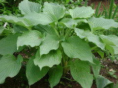Hosta K 2019 .....