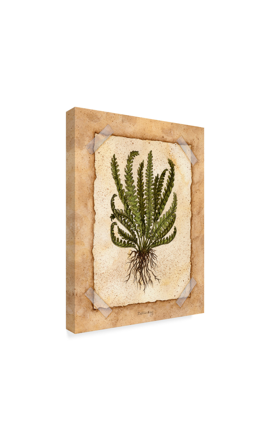 Robin Betterley 'Fern 4' Canvas Art, 35"x47" - Tropical - Prints And ...