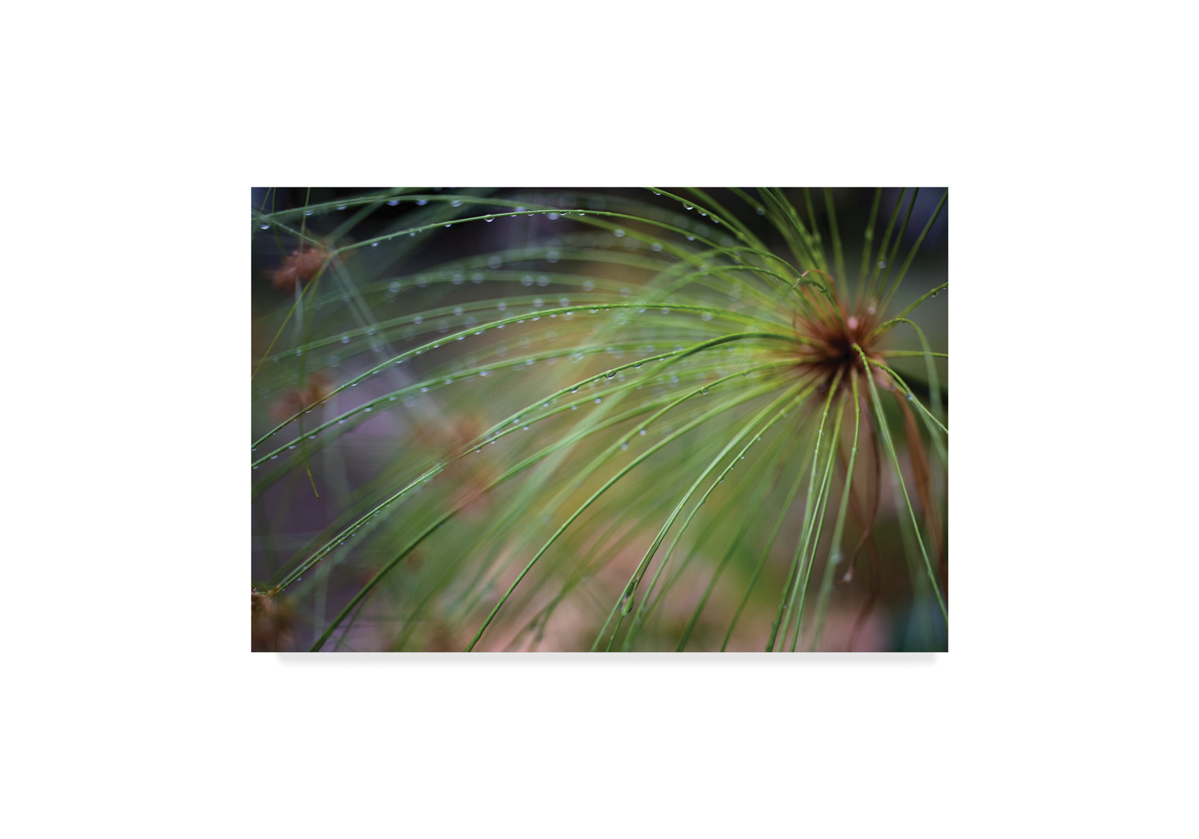 Kurt Shaffer 'Papyrus After A Rain' Canvas Art, 16"x24" - Contemporary ...