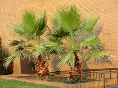 Washingtonia filifera or W. robusta or W. filibusta?