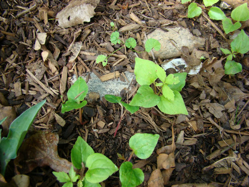 Virginia Creeper Seedlings?