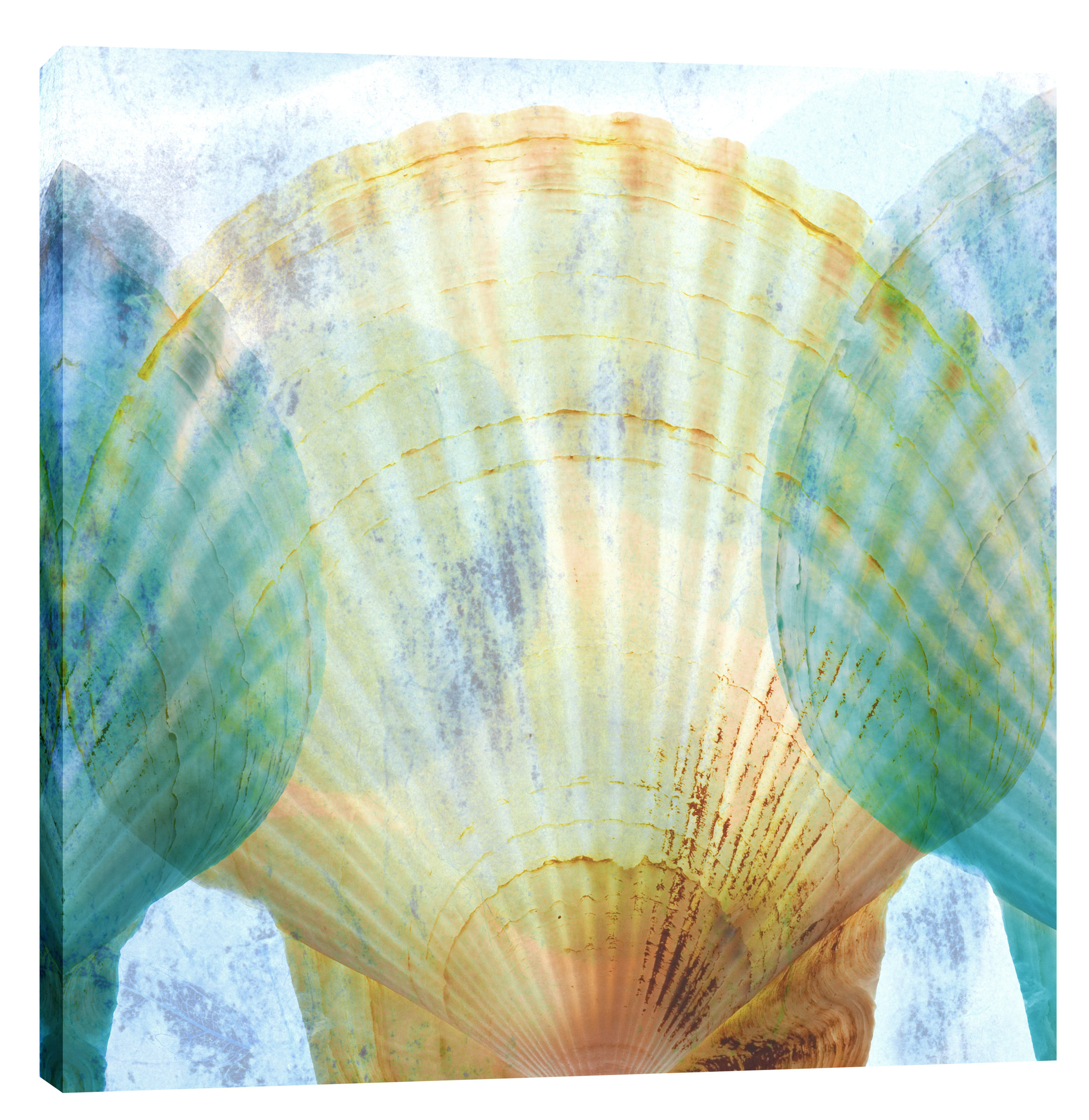 "Luminous Seashells 2" Giclee Canvas Wall Art, 26"x26" - Beach Style ...