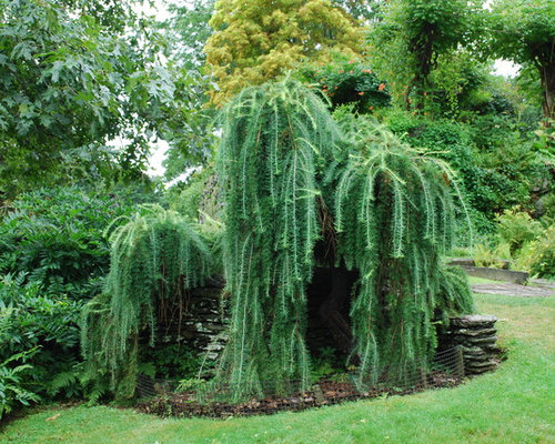 Weeping Conifers | Houzz