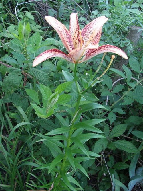 Please name this fragrant lily
