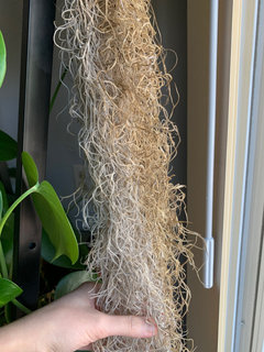 Is my Spanish Moss dead? How can I tell?