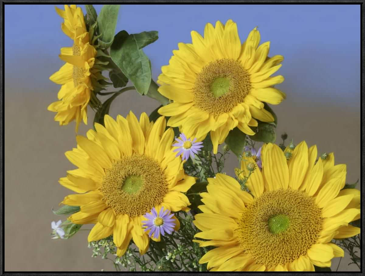 "Common Sunflower and Asters, North America" by Tim Fitzharris, 17x13 ...