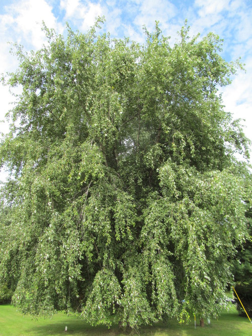 Weeping Silver Maple