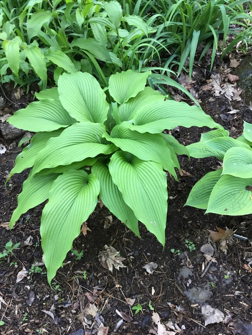 Hostas are finally showing off in N Y garden