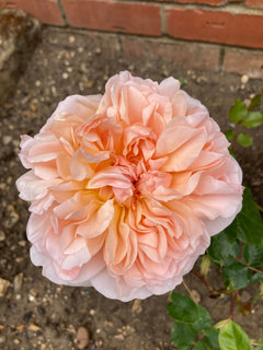 What is the single BEST David Austin rose?