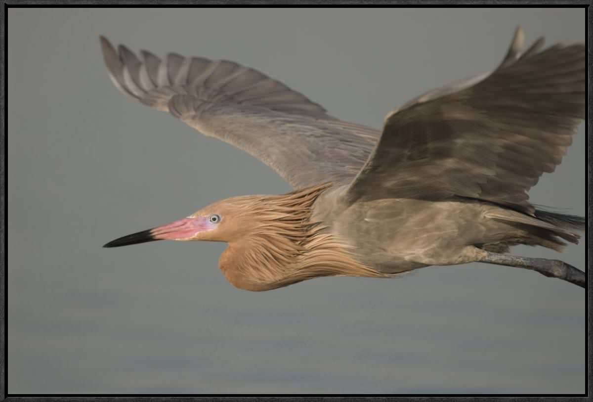 "Reddish Egret flying, Fort Desoto Park, Florida" by Steve Gettle ...