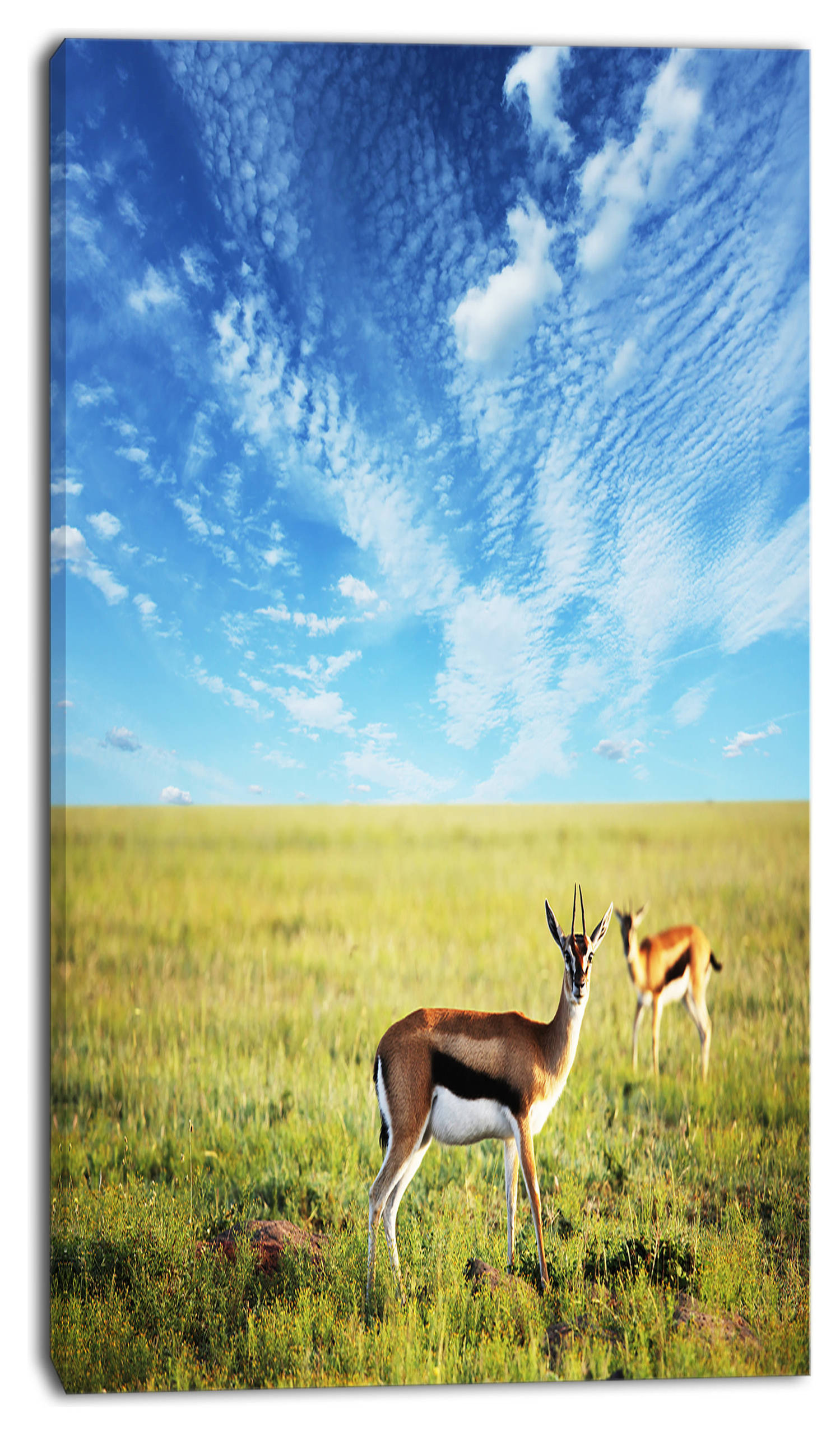 Antelopes Wandering under Bright Sky, African Canvas Art Print, 16"x32 ...