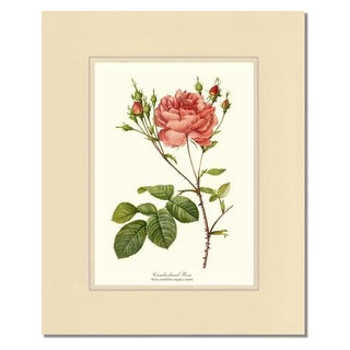 Vintage Botanical Rose Art Print: Cumberland Rose, 11x14 Print ...