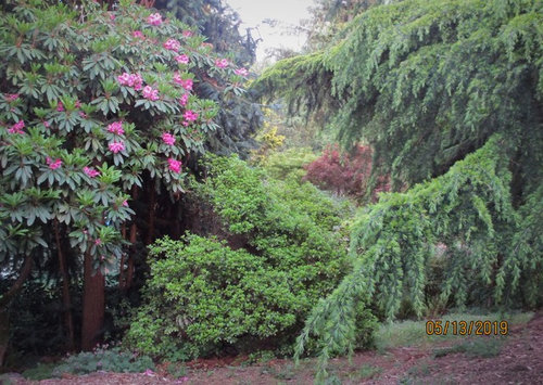 Rhododendron Ruby Bowman