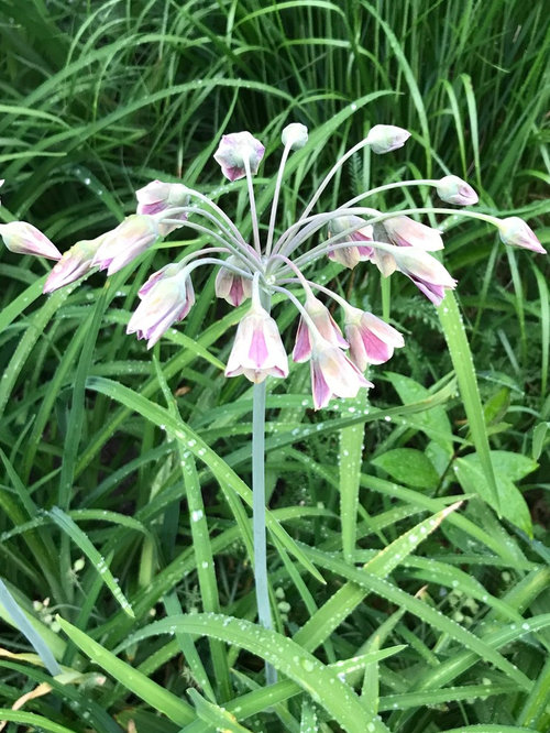 What is this beautiful bulb flower?
