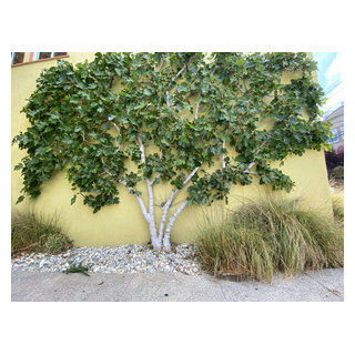 My own Espaliered Fig Tree - Mediterranean - San Francisco - by The ...