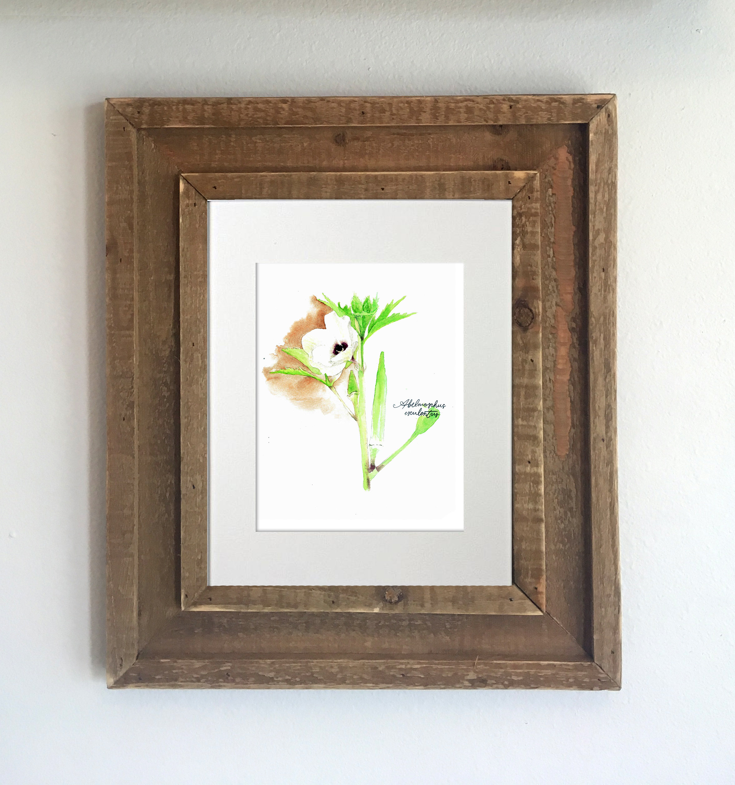 Watercolor Okra Botanical Art Print - Farmhouse - Prints And Posters ...