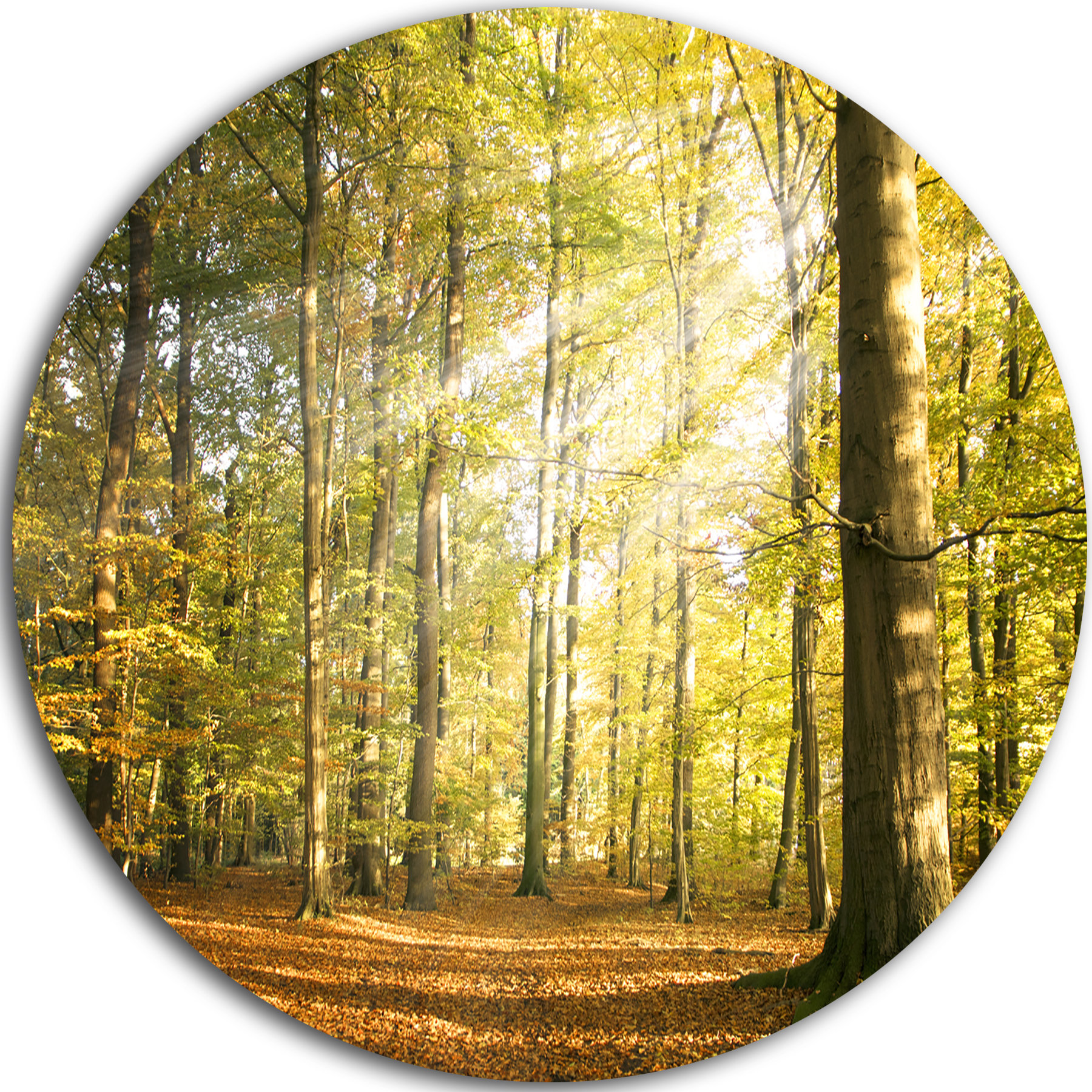 Sun Rays Hitting Forest, Landscape Photo Disc Metal Artwork, Disc of 38 ...