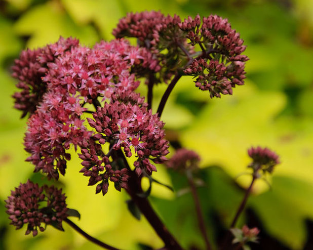 Top 10 Plants For Autumnal Color - gardenpicsandtips.com