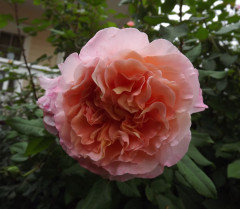 Your favorite Copper Colored Roses for Cutting