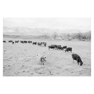 Cattle in South Farm, 20" x 30" - Traditional - Prints And Posters - by ...
