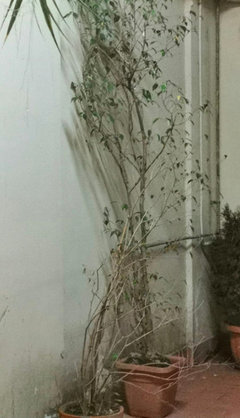 Practical tips for pruning ficus trees