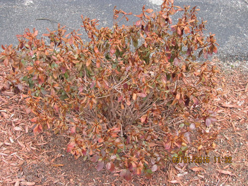 What is wrong with my Azalea's