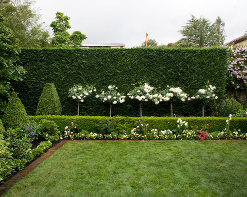 Tall Evergreen Trees For Screening