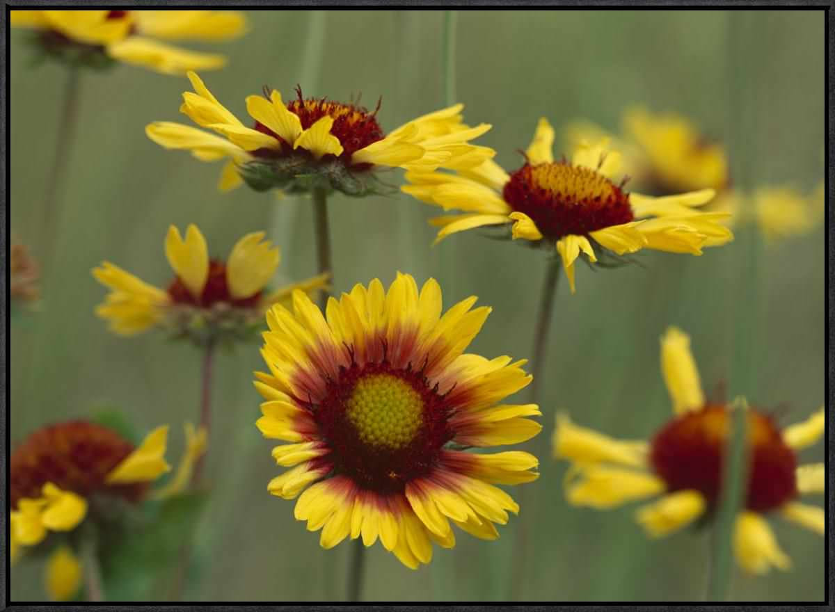 "Indian Blanket flowers North America" by Tim Fitzharris, 17x13", 32 ...