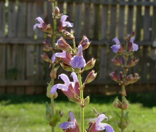 Sage in Bloom- PIC
