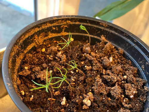 Fertilizing newly germinated tree seedlings?