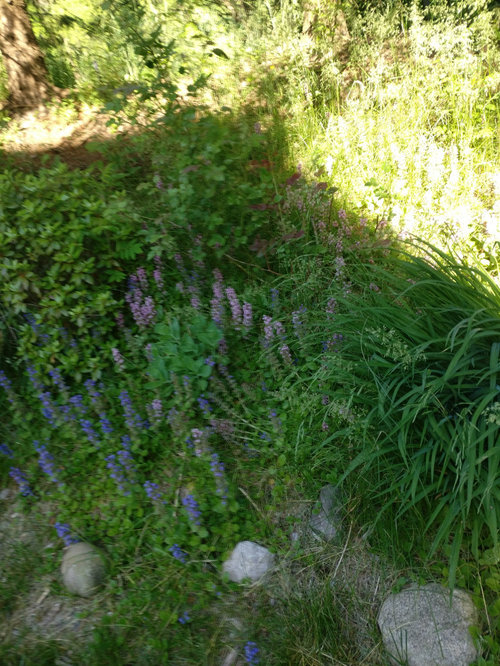 Help with steep berm garden between lawn and nature