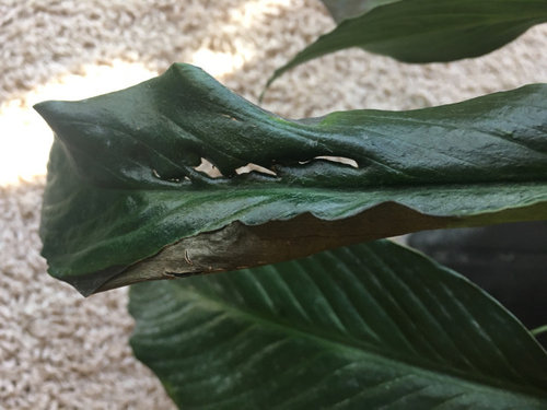 Peace Lily Pest?