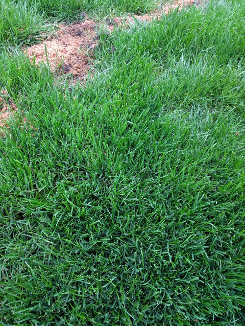 Low creeping grass in lawn