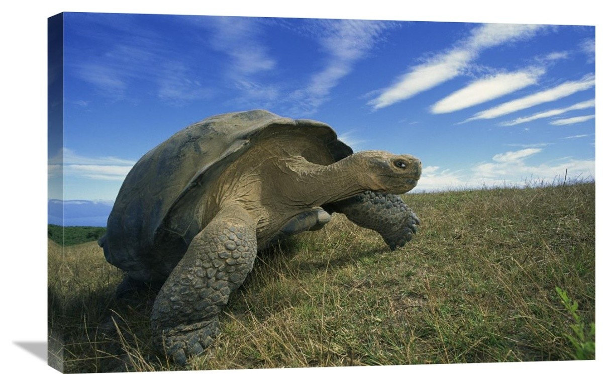"Galapagos Tortoise, Isabella Island, Galapagos Islands, Ecuador ...