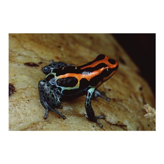 "Rio Madeira Poison Frog, Peruvian lowlands" Print by Mark Moffett, 20 ...