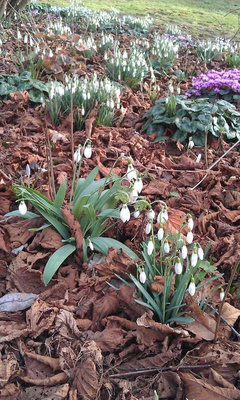 Paramongaia weberbaueri - Yellow Splendor!!