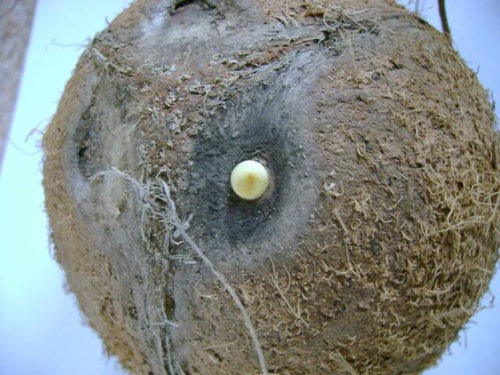 How to germinate a standard supermarket coconut