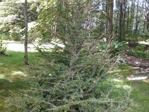 Trim Hemlock for Best Recovery?