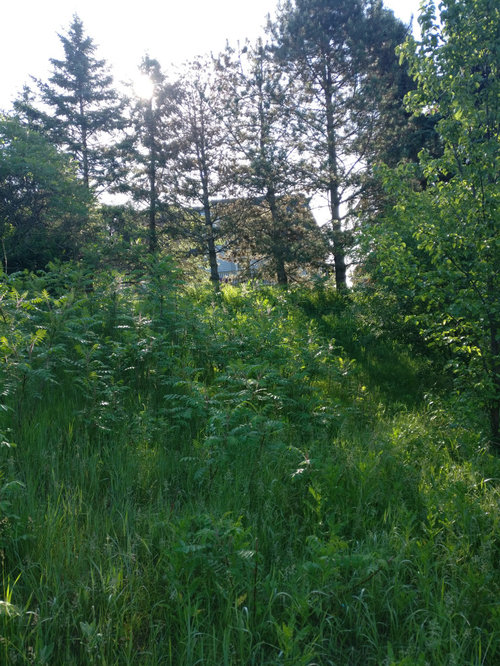 Help with steep berm garden between lawn and nature