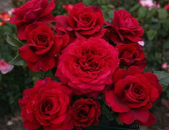 Red lovers check out Gypsy Soul