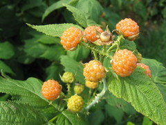 Orange Raspberries???