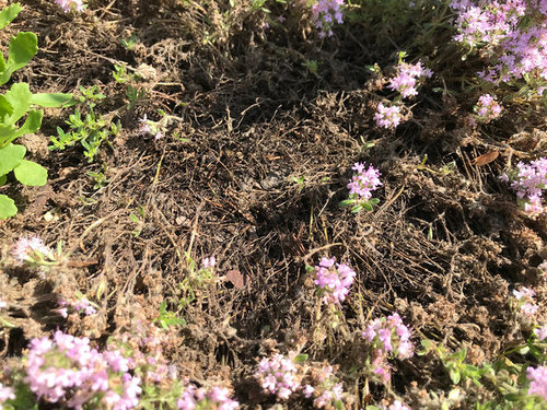Dead area in center of Creeping Thyme patch | Houzz Forum