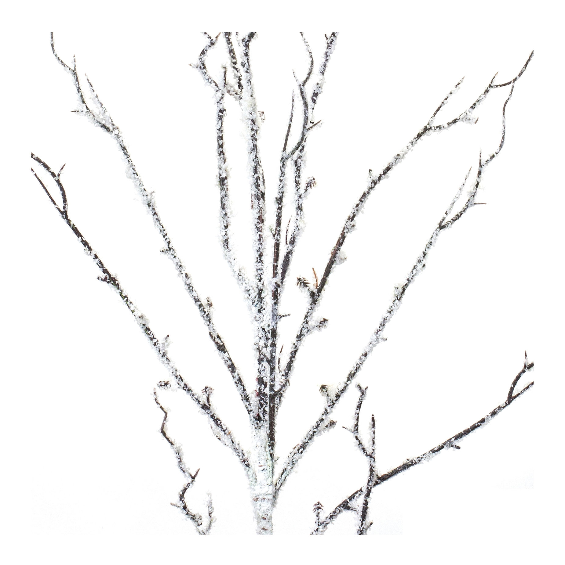 Flocked Birch Twig Branch, Set of 12 - Traditional - Christmas ...