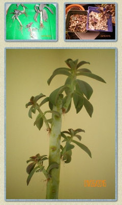 Offsets and Mother Plant