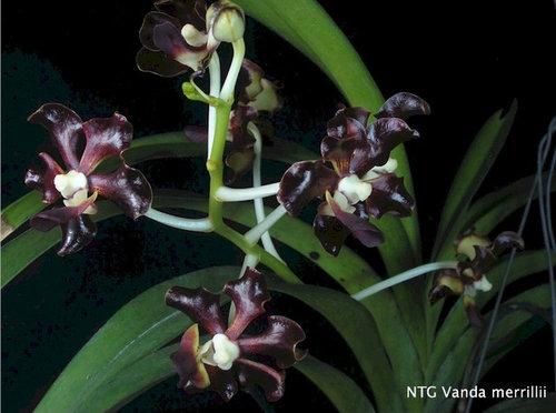 Vanda merrillii
