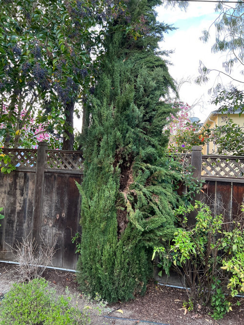 How to fix columnar juniper