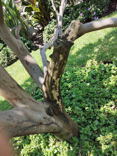 Treating lemon tree that has been attacked by termites