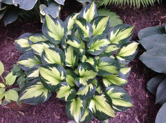 Hosta W 2022 ....................